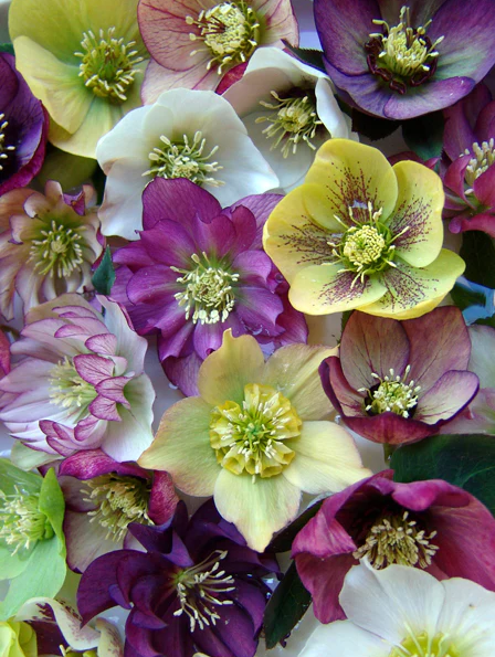 Hellebore Heaven 2024! – Natureworks Garden Center
